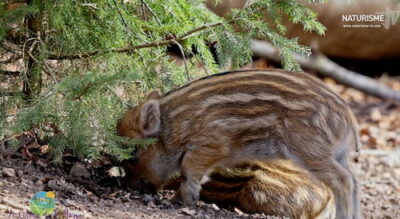 Location naturiste au Coteau de l’Herm : confort et nature en Dordogne - Naturisme TV
